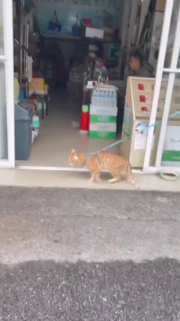 Котики